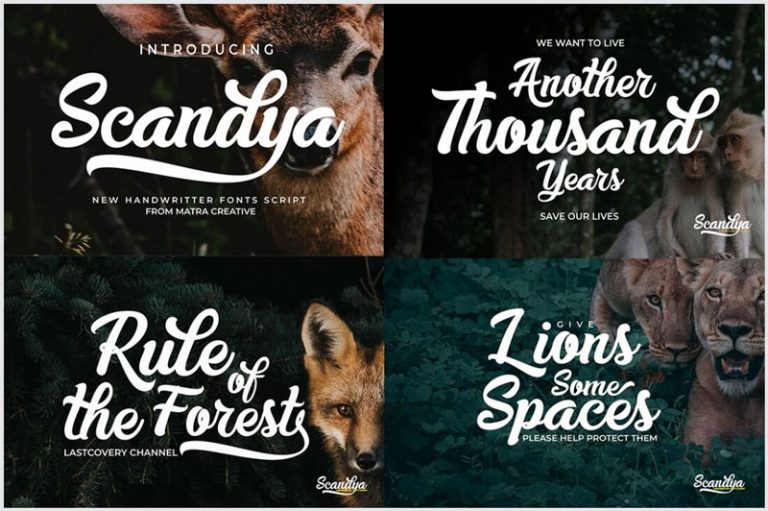 15 Amazing Creative Script Fonts For 2020 | Dribbble Graphics